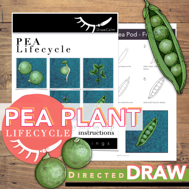 Plant Life Cycle Activity - Pea Plant Directed Drawings – Draw Calm